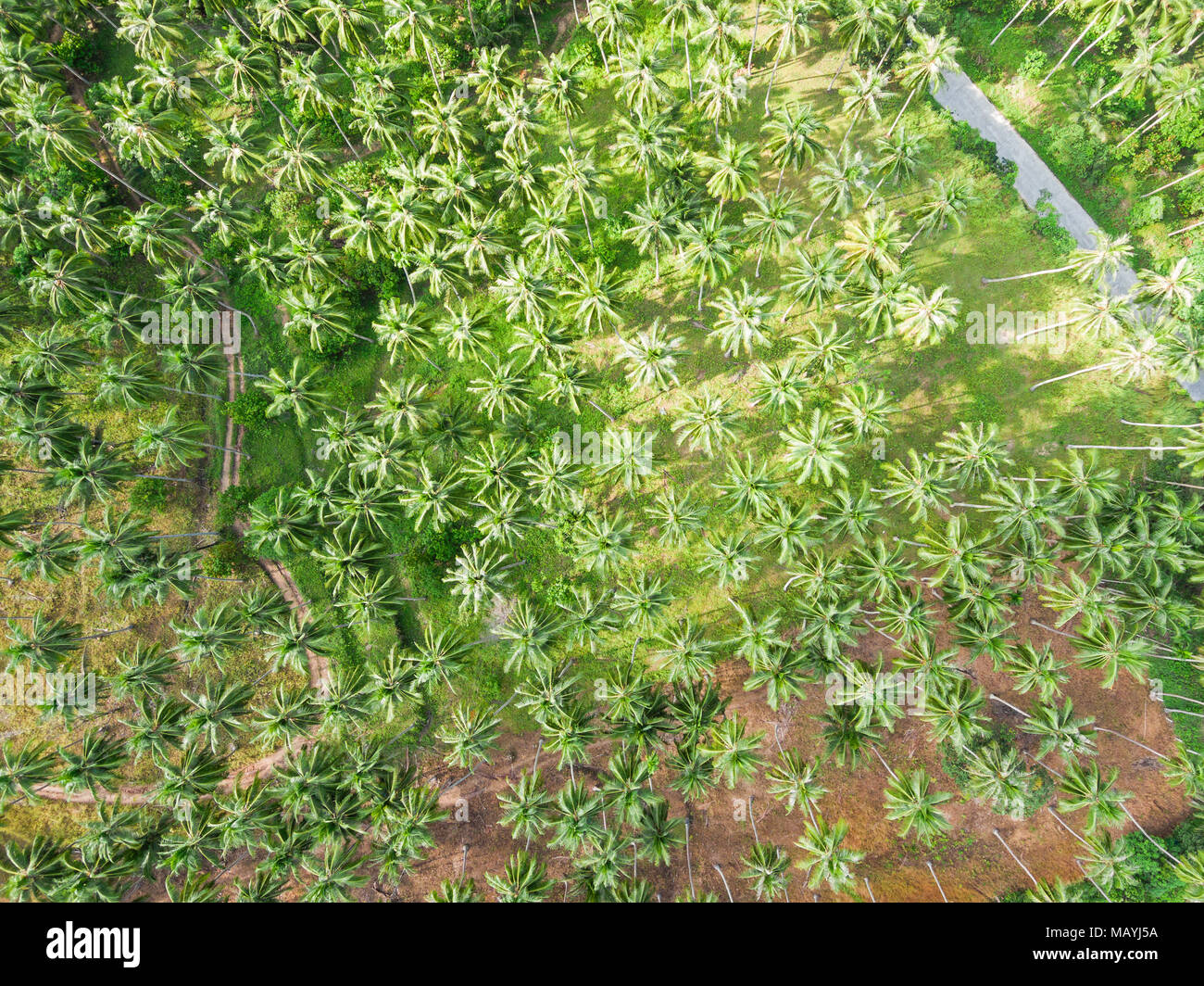 Aerial view of palm tree forest Stock Photo - Alamy