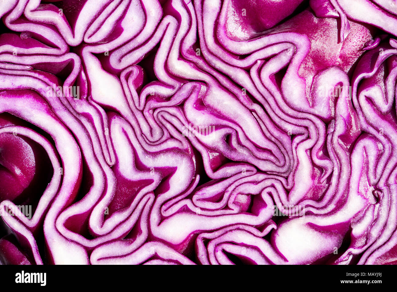 Red cabbage cut in half. Purple brassica sliced in two showing pattern ...