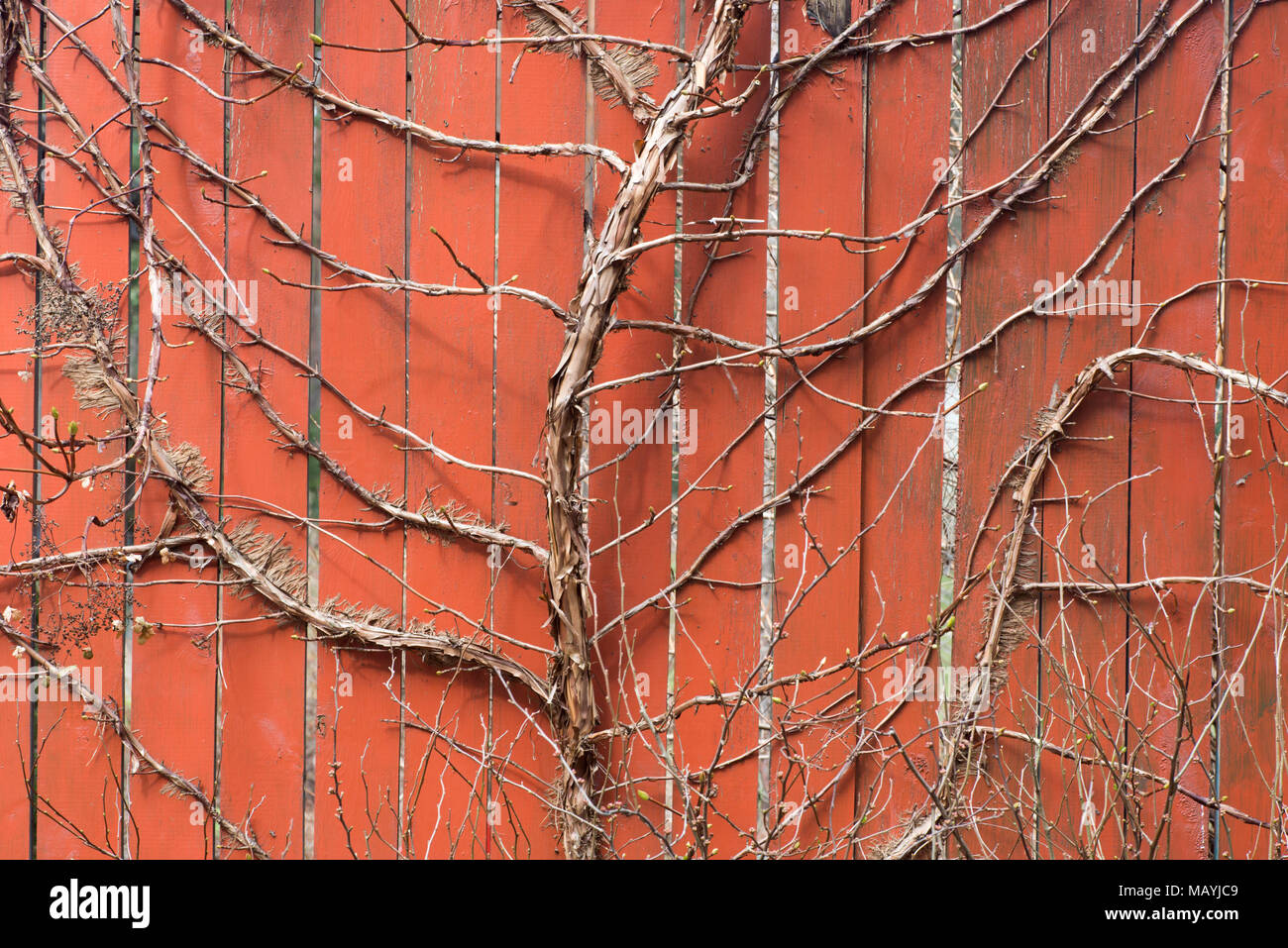 Creeper fence hi-res stock photography and images - Alamy