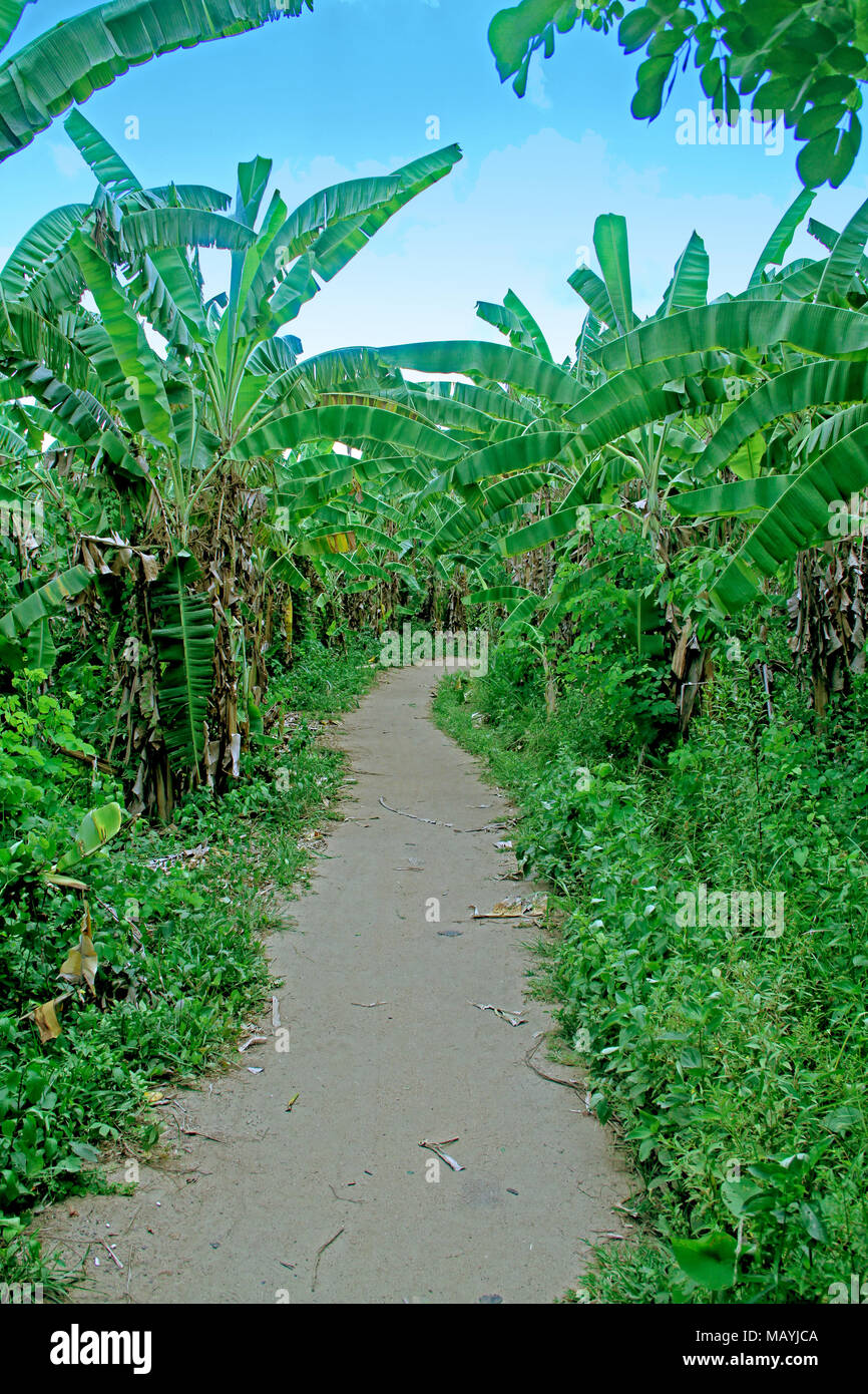 Banana tree, Paraiba, Brazil Stock Photo - Alamy