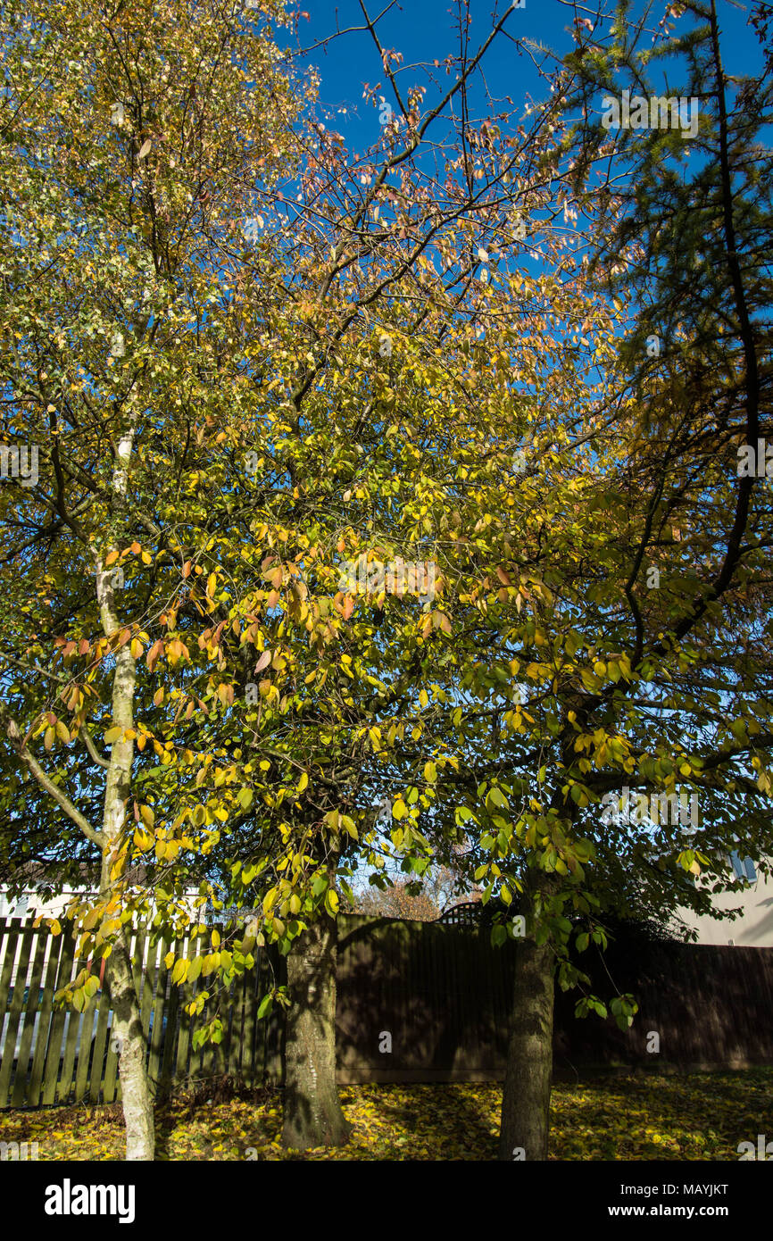 Harpole church hi-res stock photography and images - Alamy