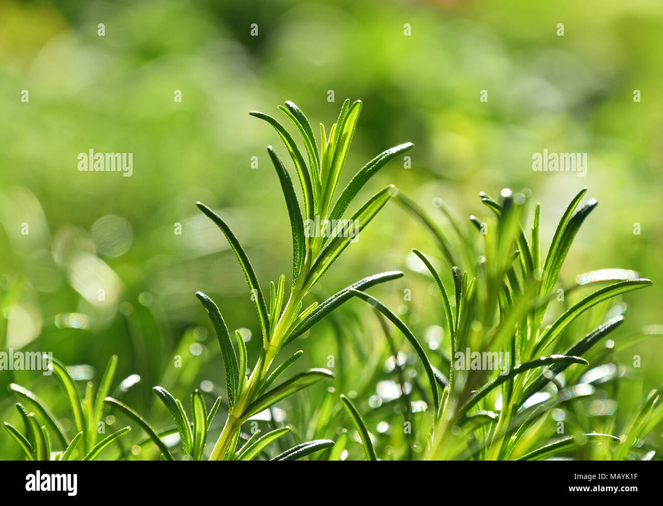Close up green fresh rosemary spicy herb (Rosmarinus officinalis ...