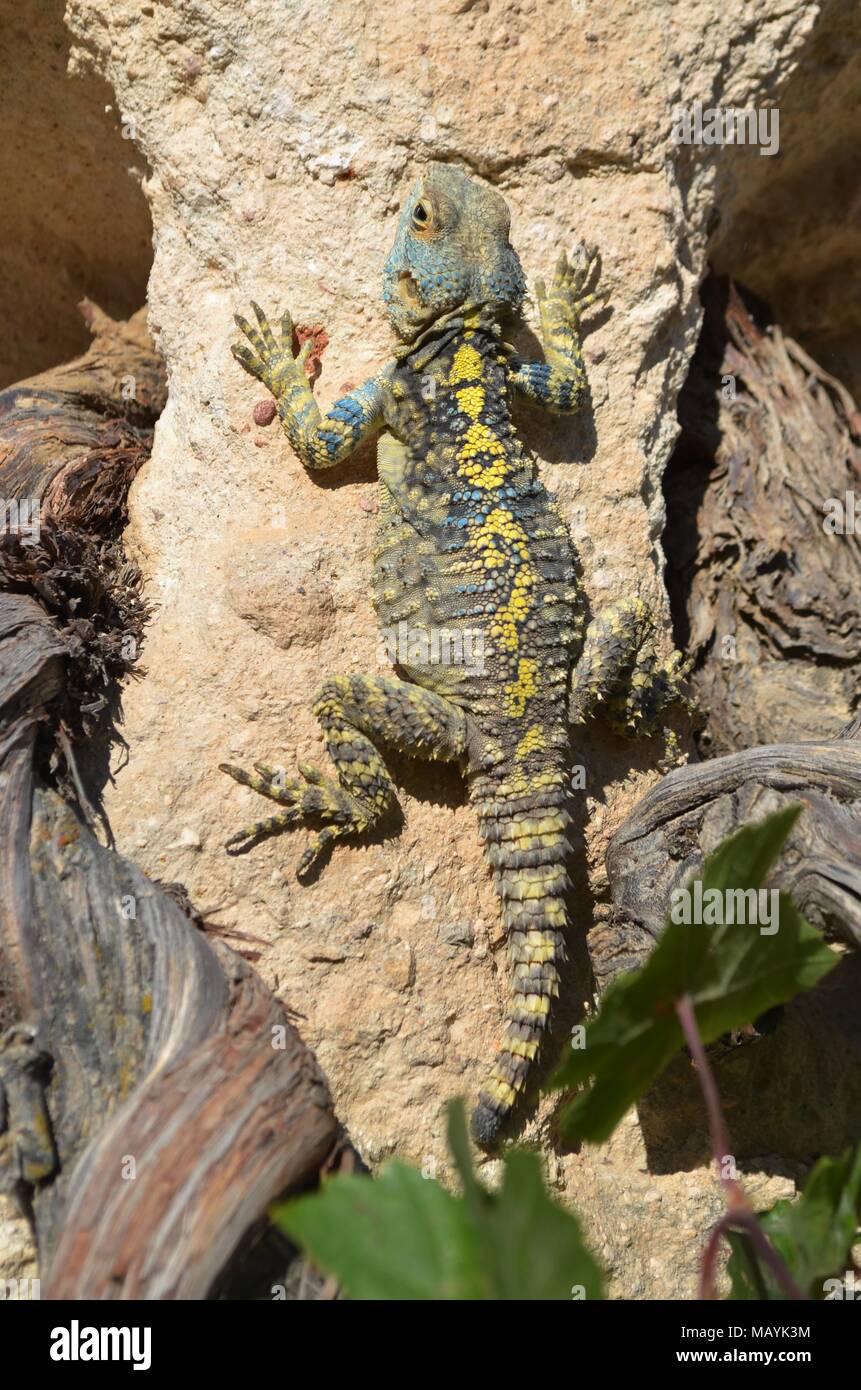 A lizard basks in the sun at the volcanic rocks in Cappadocia, Turkey ...