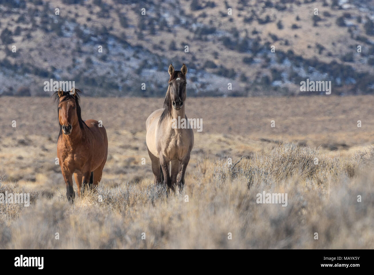 Wild Horse Stallions in the Utah Desert Stock Photo - Alamy