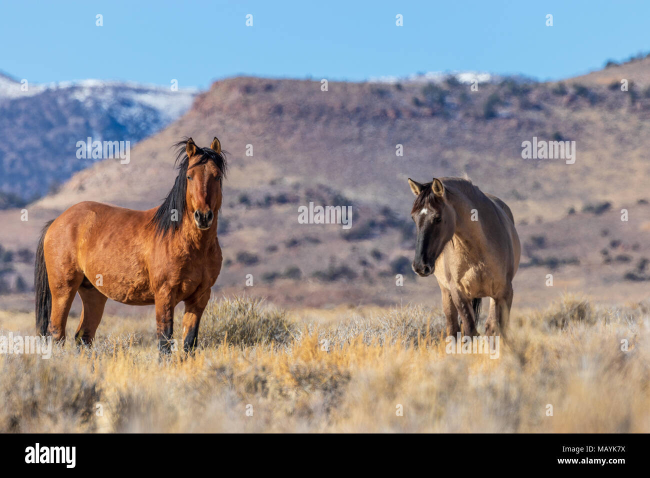 Wild Horse Stallions in the Utah Desert Stock Photo - Alamy