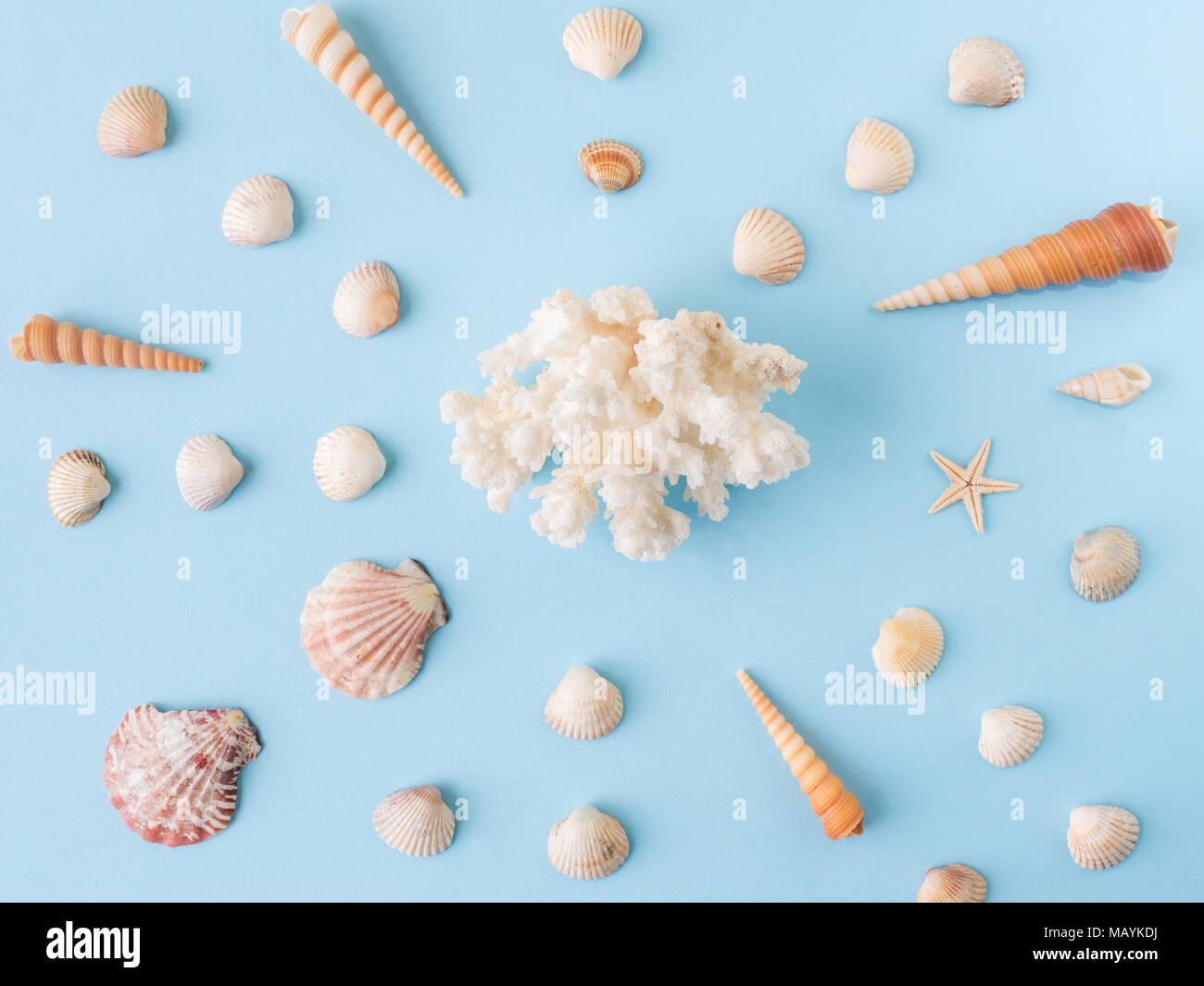 Many different sea shells on a blue background Stock Photo - Alamy