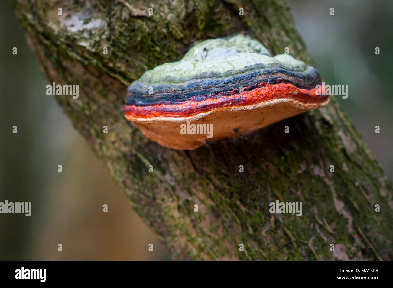 Polypore Logo Foraging Guide Giant Polypore | UK Foraging