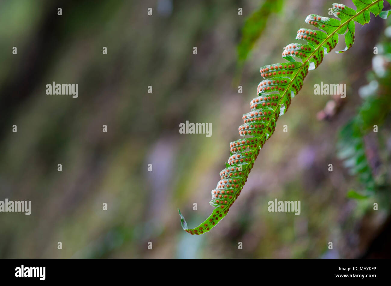 Fern Seed High Resolution Stock Photography and Images - Alamy