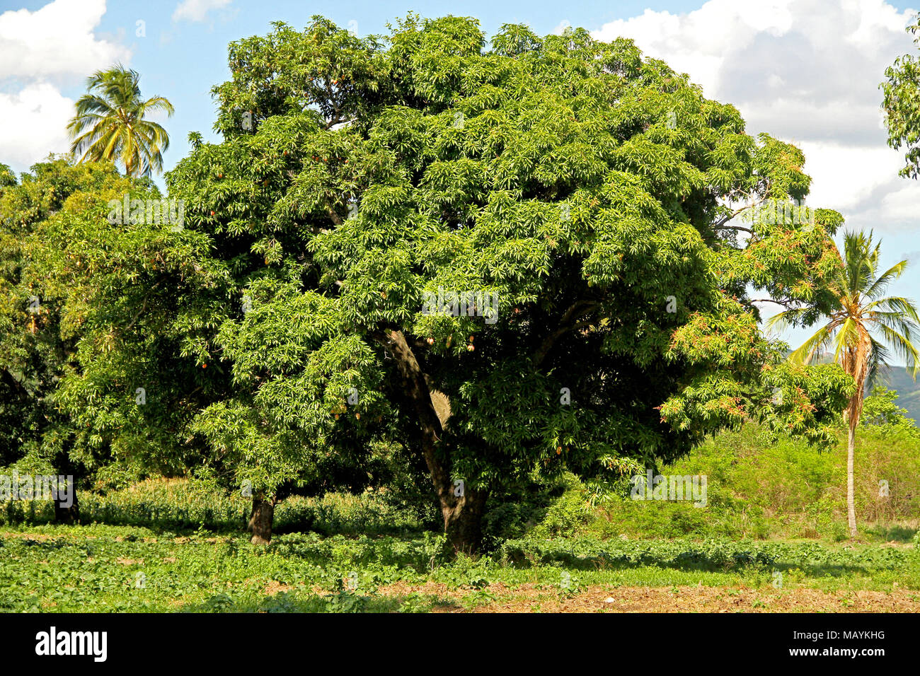 Mango Tree, Paraiba, Brazil Stock Photo - Alamy