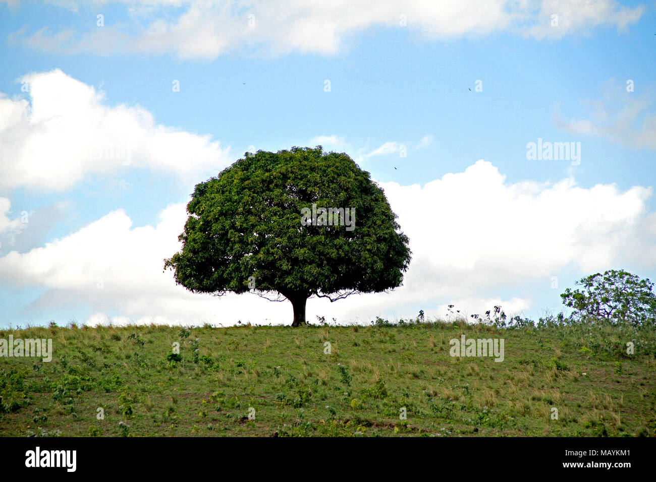Mango Tree, Paraiba, Brazil Stock Photo - Alamy