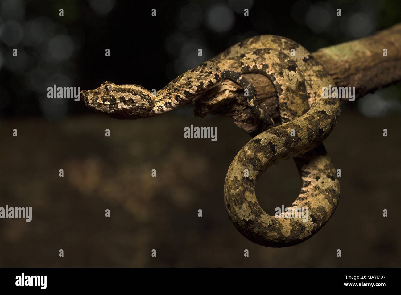 Wirot's Pit Viper Stock Photo - Alamy