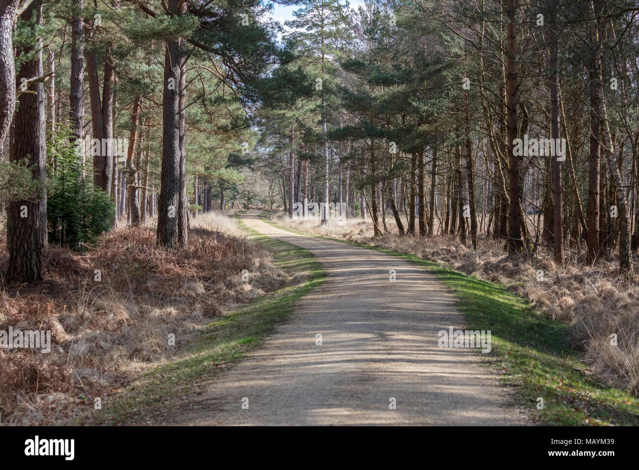 Tall trees new forest hi-res stock photography and images - Alamy
