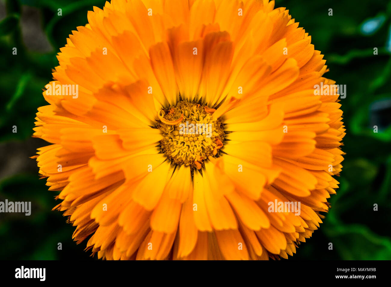 top view of an orange isolated beautiful and romantic fresh and growing ...