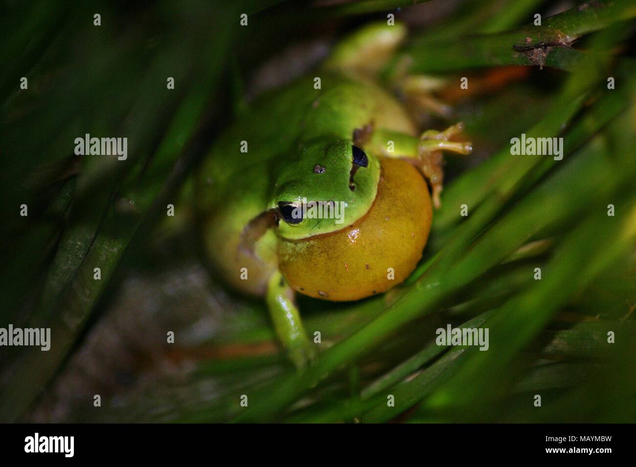 Frog sing hi-res stock photography and images - Alamy