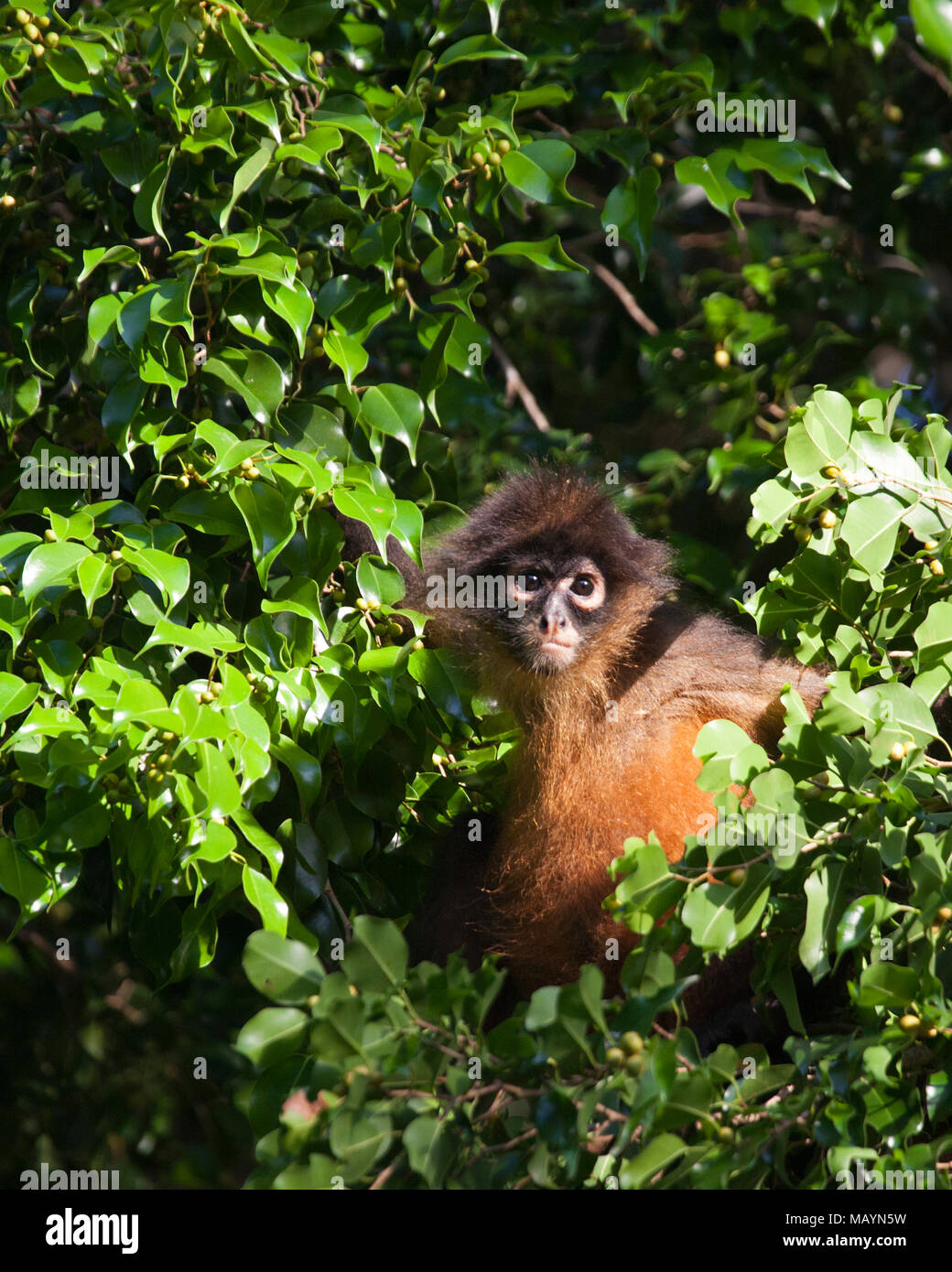 Costa Rica Geoffroys Spider Monkey High Resolution Stock Photography ...