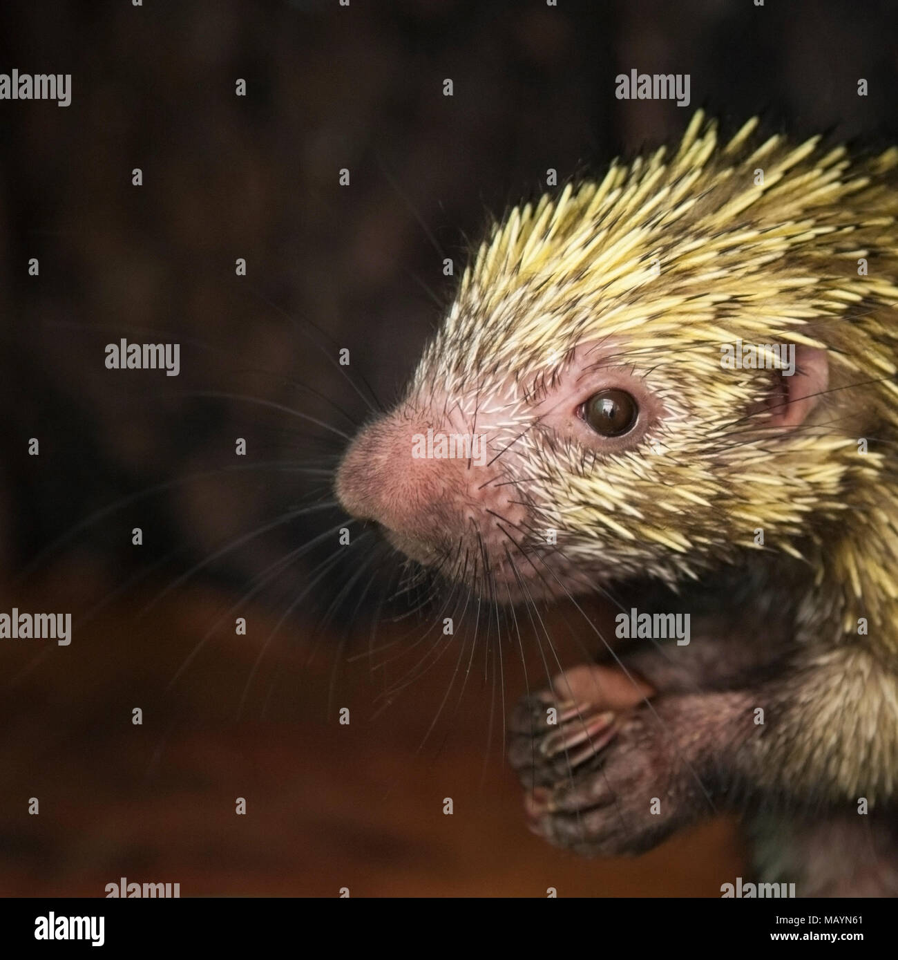 Coendou mexicanus hi-res stock photography and images - Alamy