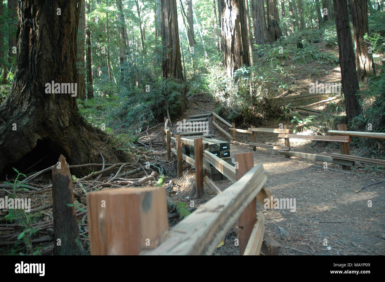Muir Woods National Monument, north of San Francisco, is known for ...