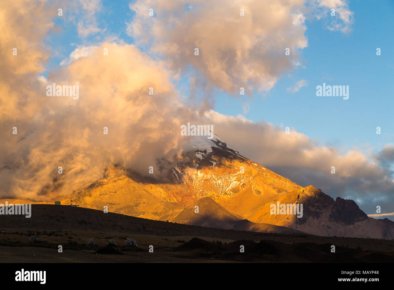Frantic nature hi-res stock photography and images - Alamy