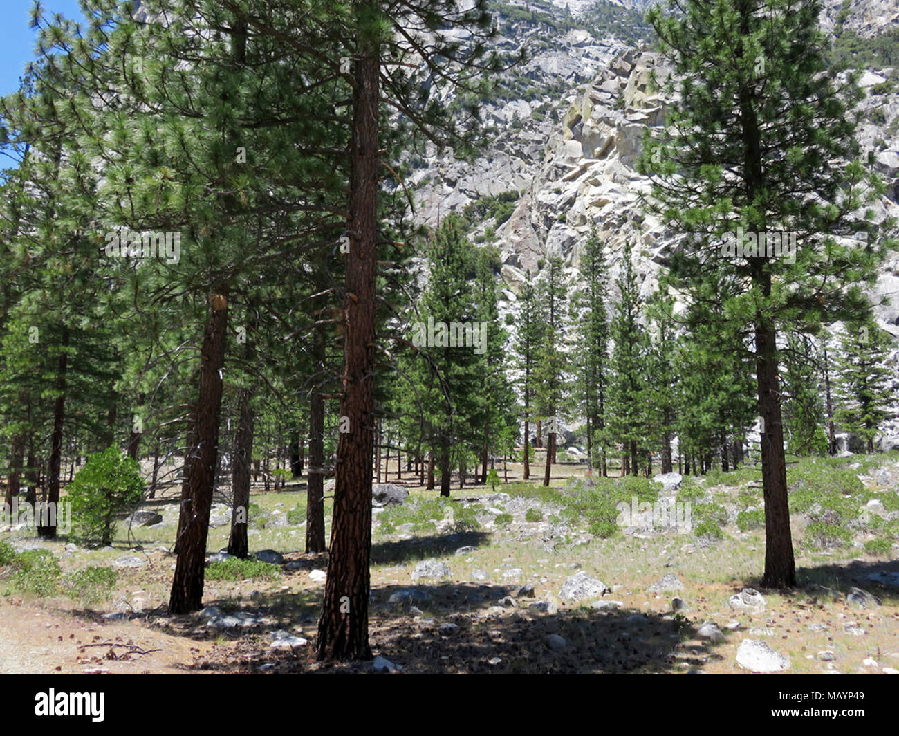 World record cedar hi-res stock photography and images - Alamy
