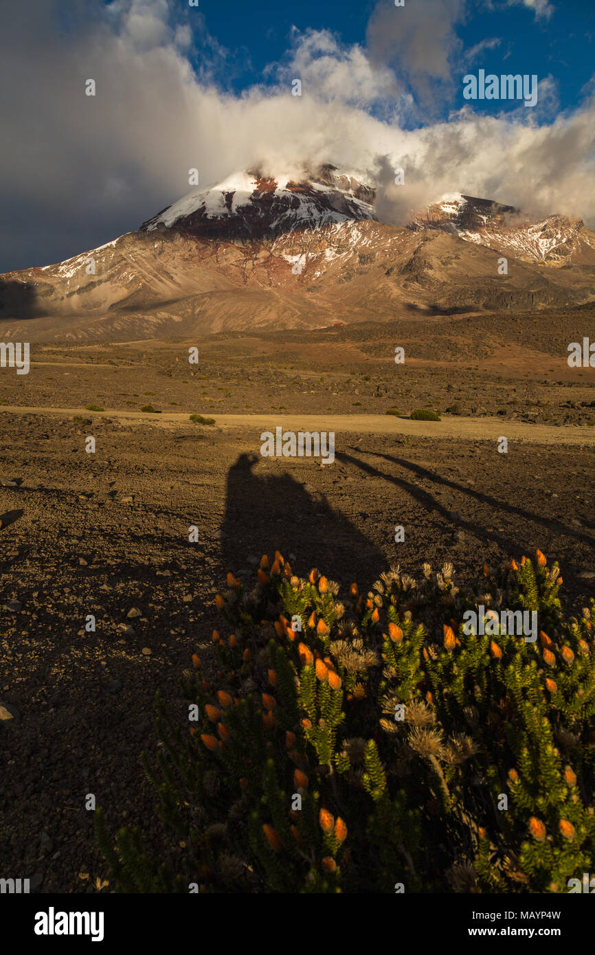 The flower of the climber (Chuquiragua) in the foreground in front of ...