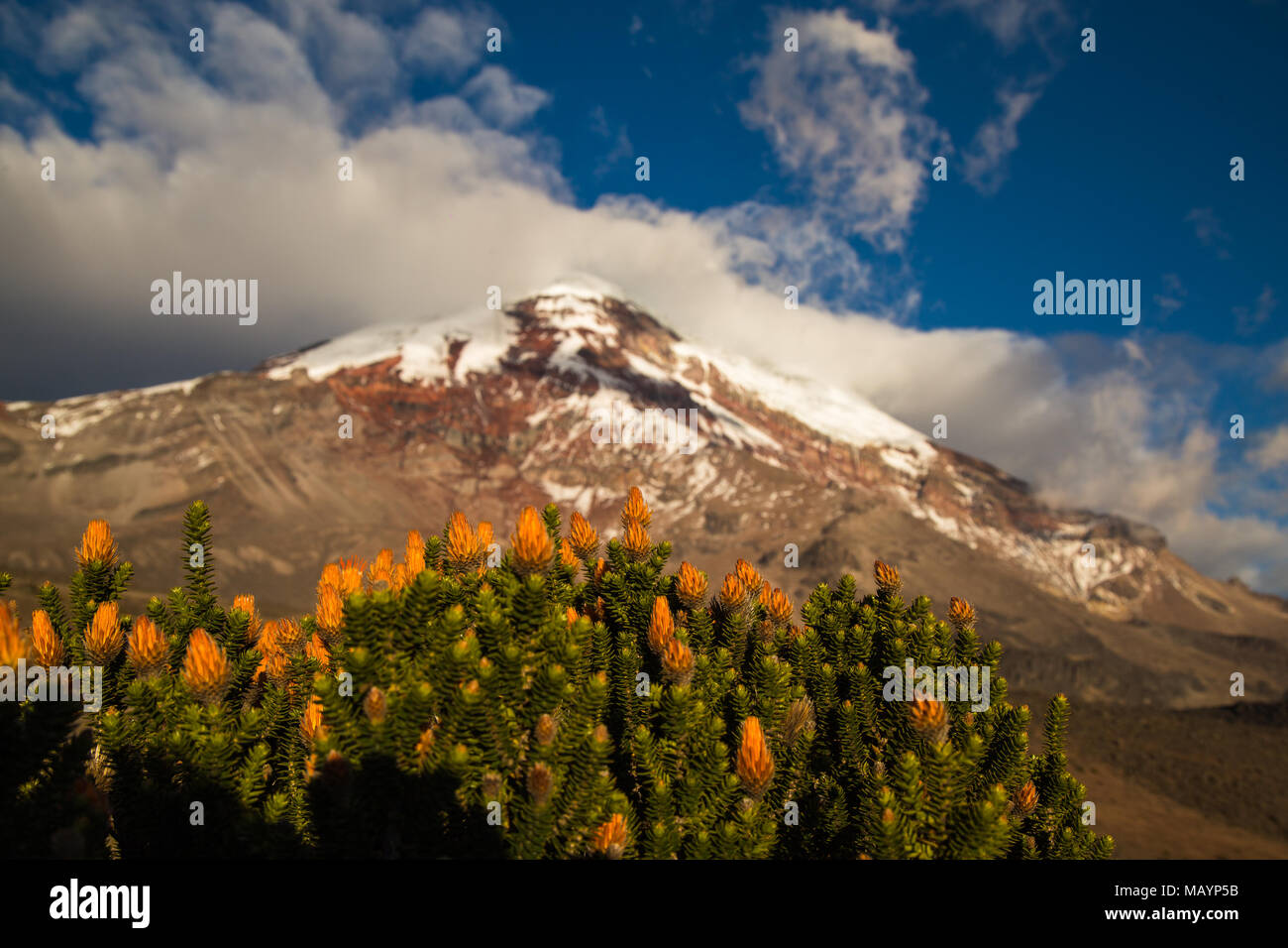 The flower of the climber (Chuquiragua) in the foreground in front of ...