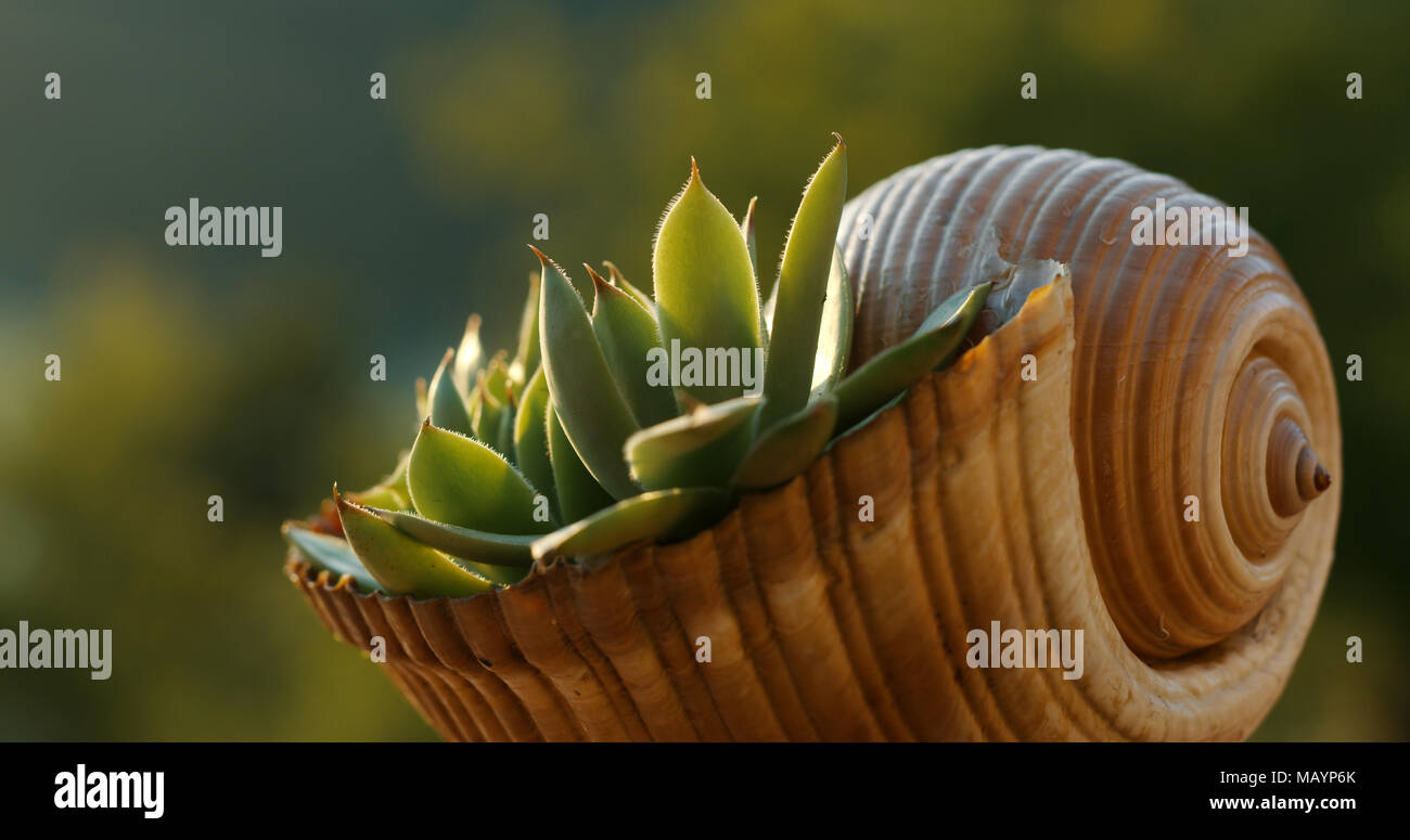 Succulent in the snail shell. Specific landscape design Stock Photo - Alamy