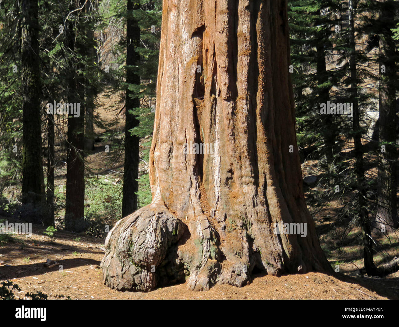 Sequoia National Park in CA Stock Photo - Alamy
