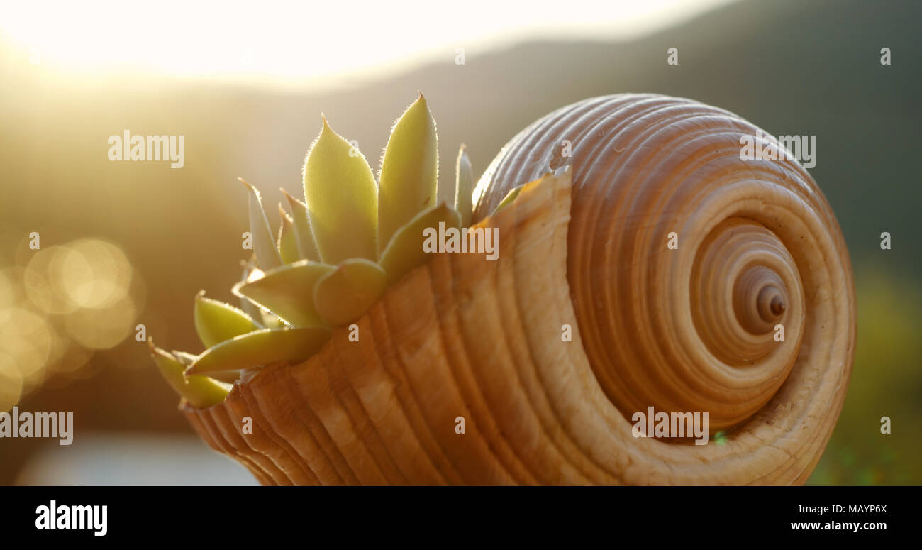 Succulent in the snail shell. Specific landscape design Stock Photo - Alamy
