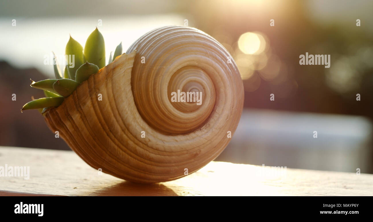 Succulent in the snail shell. Specific landscape design Stock Photo - Alamy