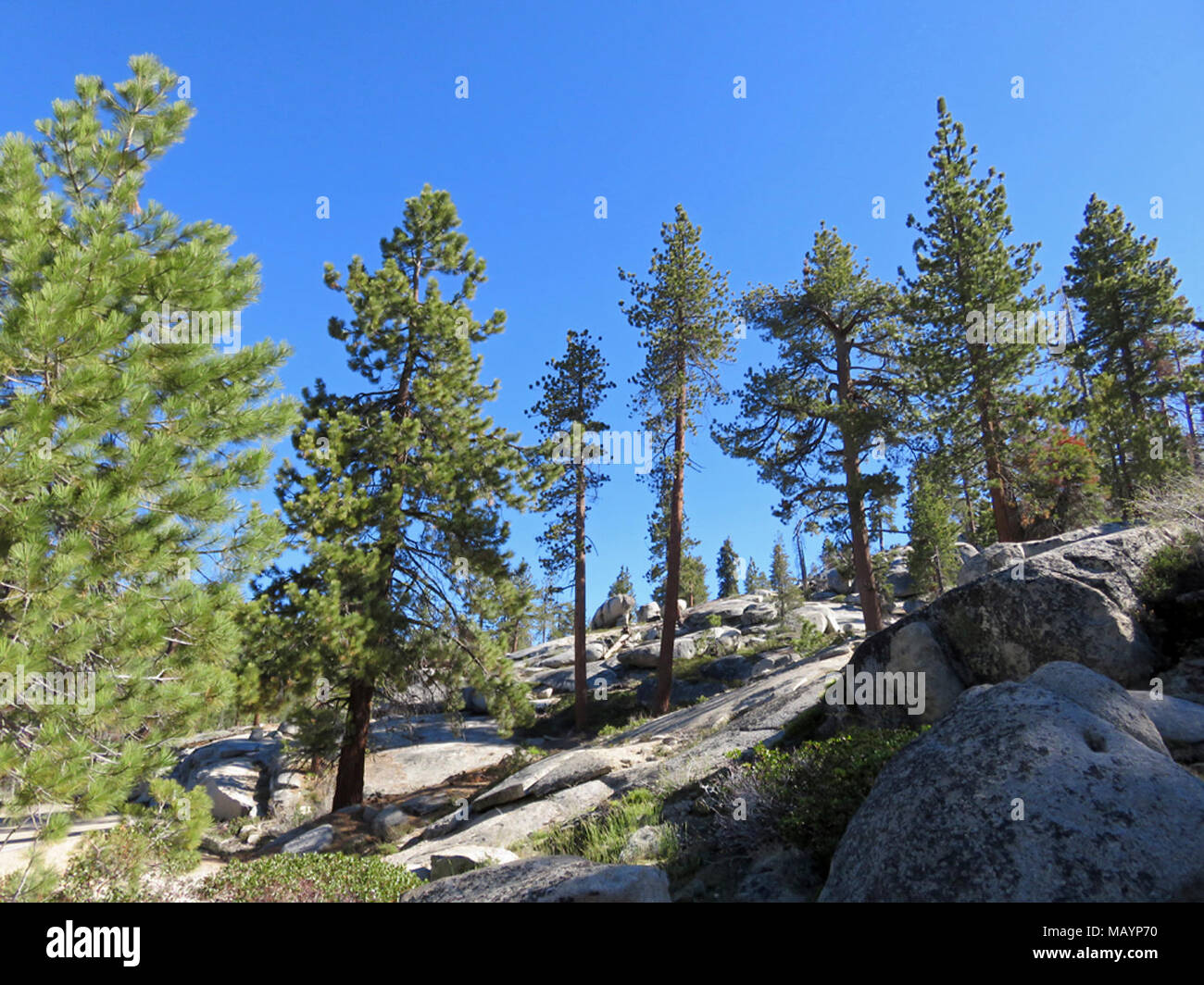 Sequoia National Park in CA Stock Photo - Alamy