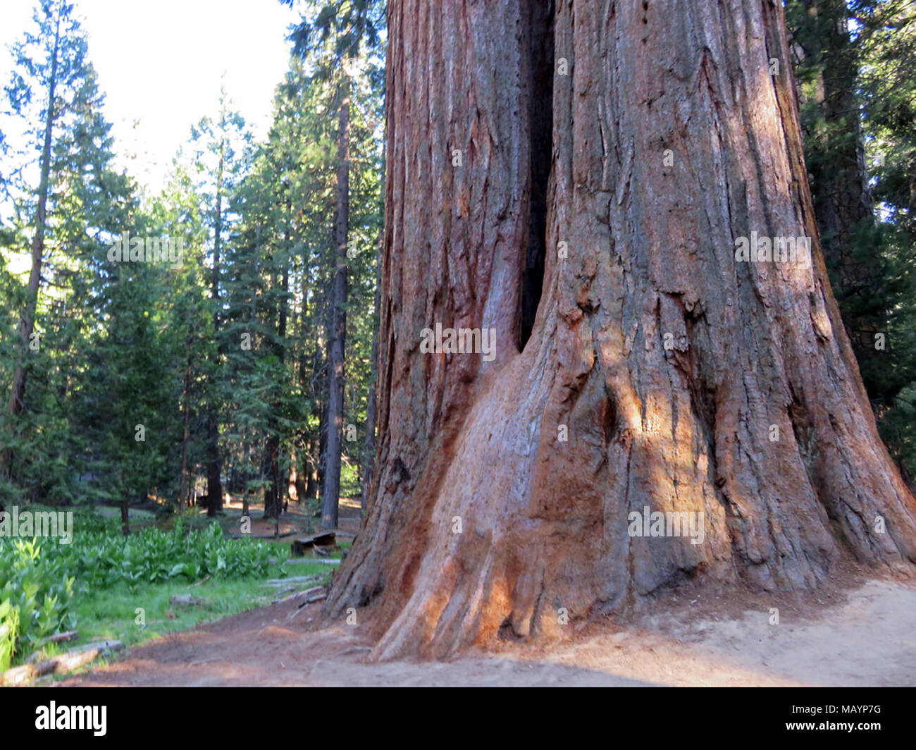 Sequoia National Forest in California Stock Photo - Alamy