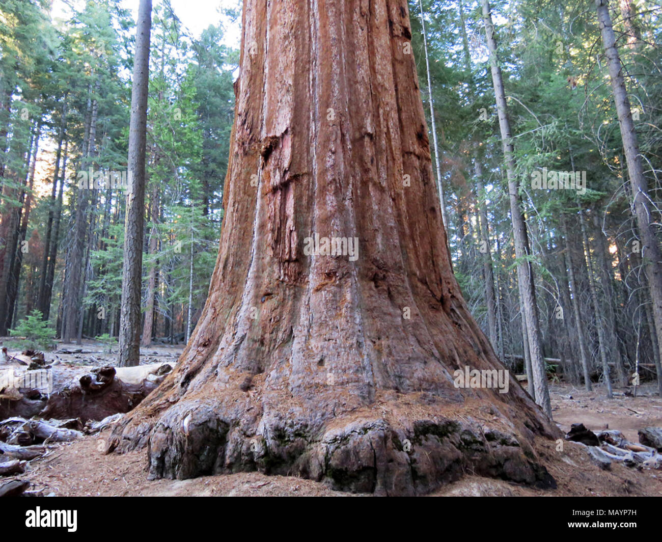 Sequoia National Forest in California Stock Photo - Alamy