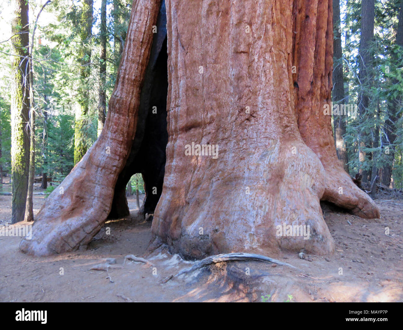 Sequoia National Forest in California Stock Photo - Alamy