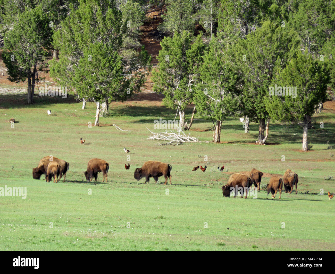 Bison Ranch in Utah Stock Photo - Alamy