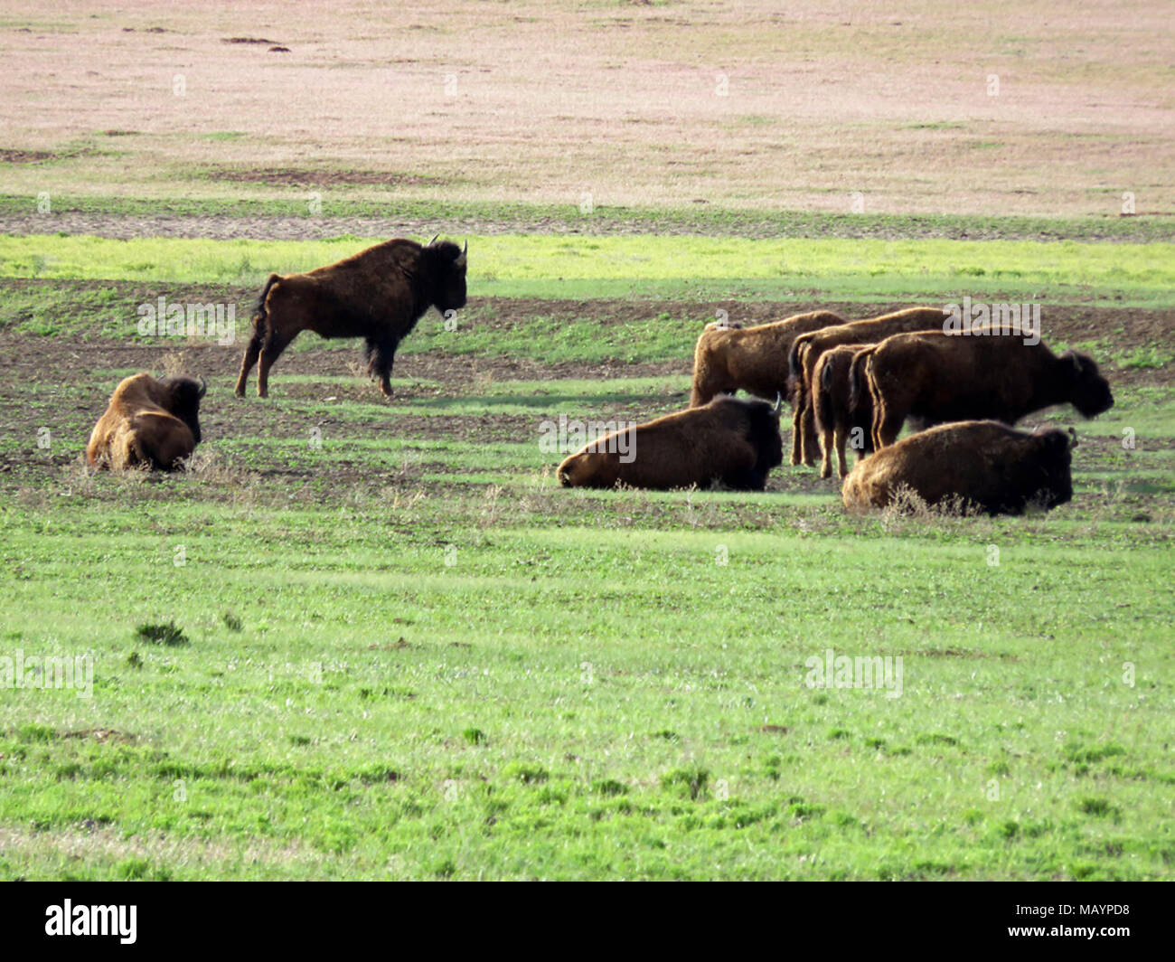 Bison Ranch in Utah Stock Photo - Alamy