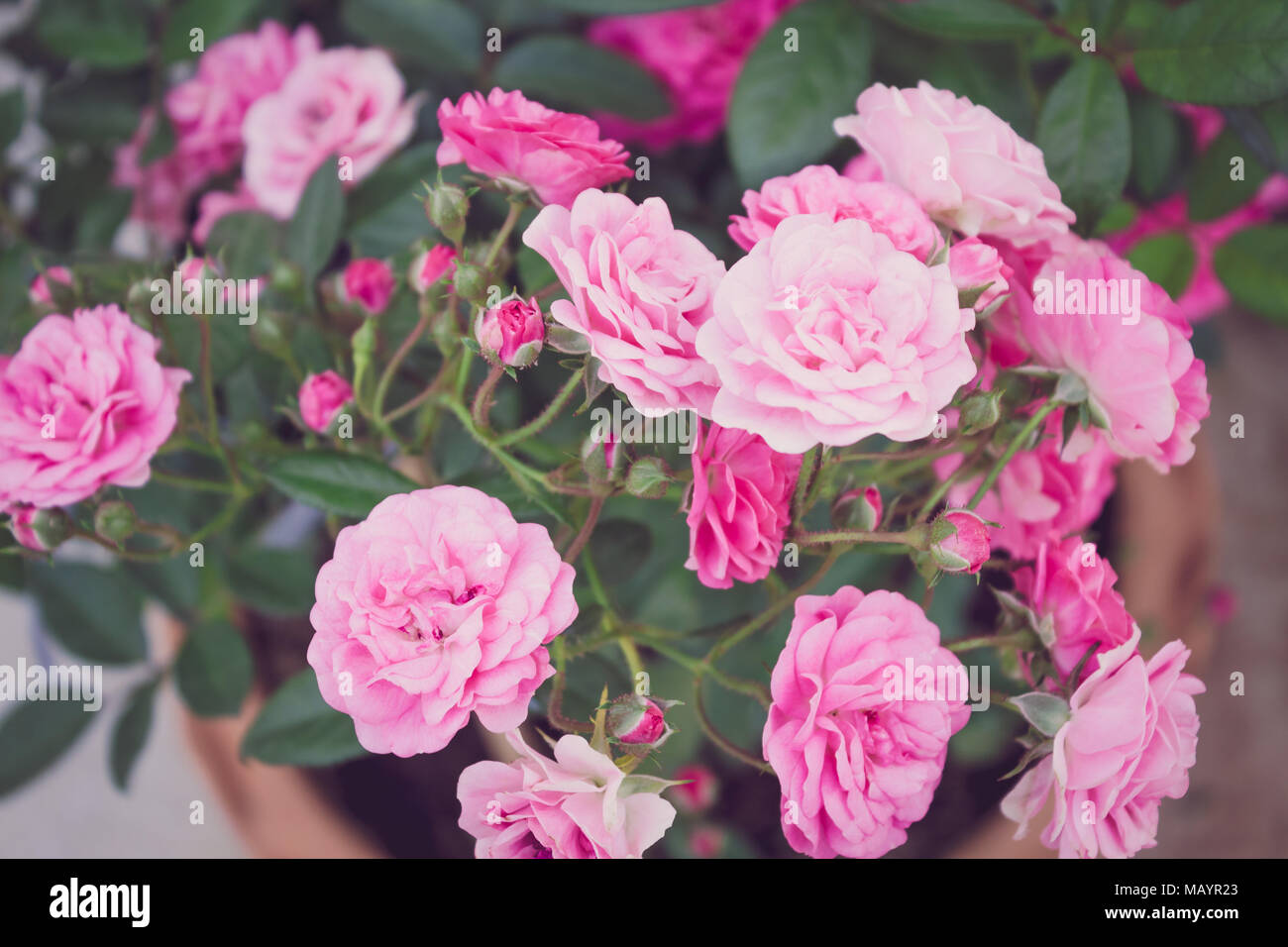 Pink fairy rose blossom on the tree, Pastel image Stock Photo - Alamy