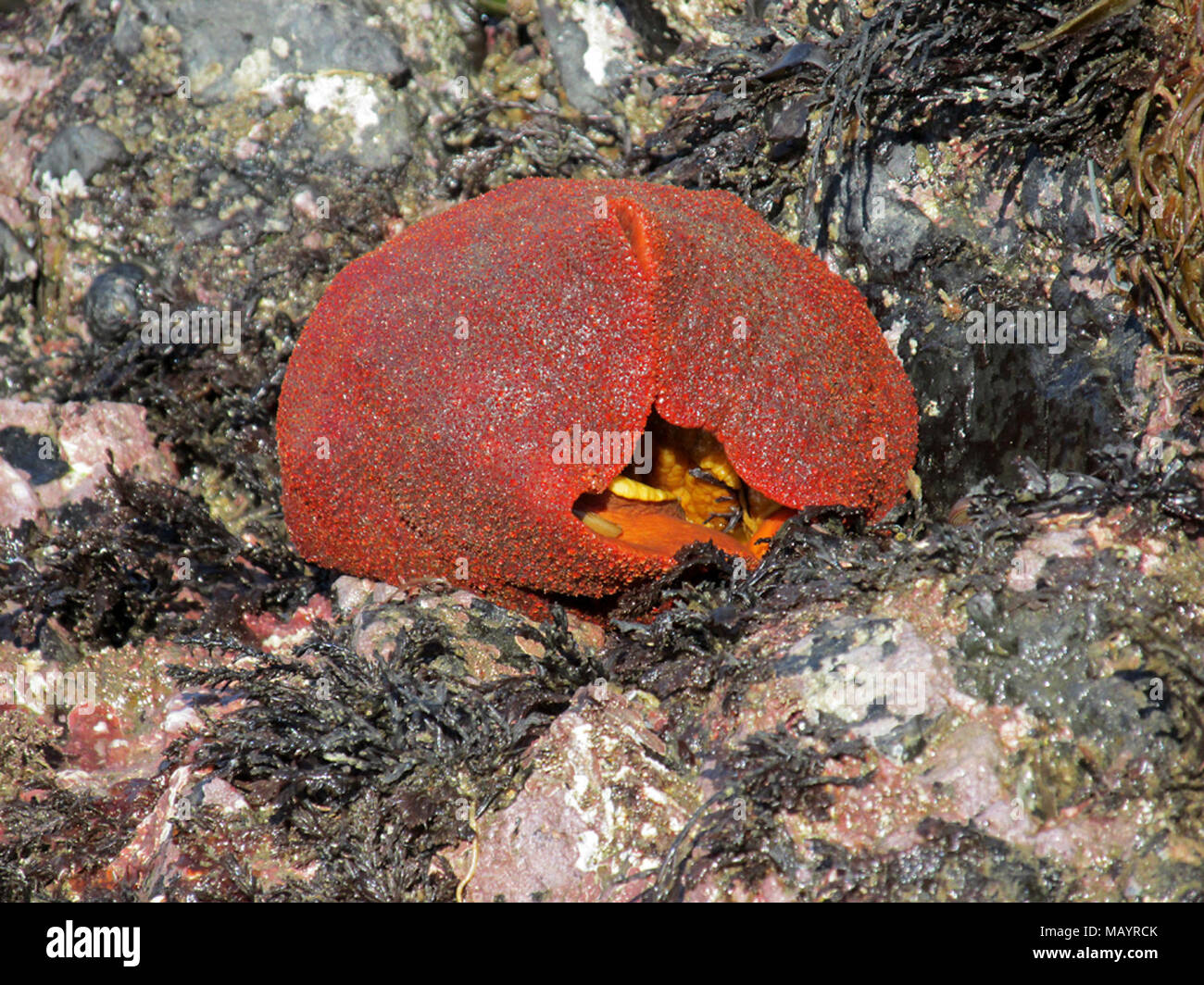 Gumboot chiton hi-res stock photography and images - Alamy