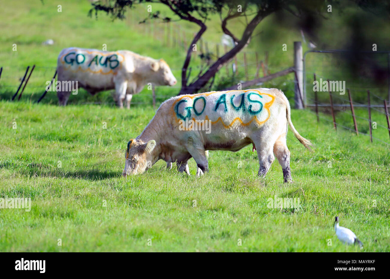 Cows in a field show their support for the Australian athletes during ...