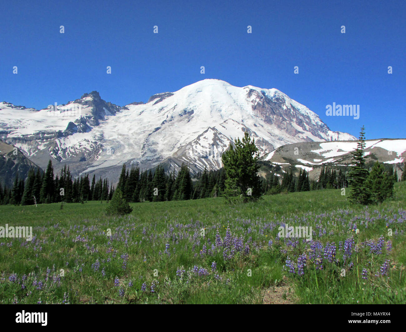 Sunrise Point at Mt Rainier NP in Washington Stock Photo - Alamy