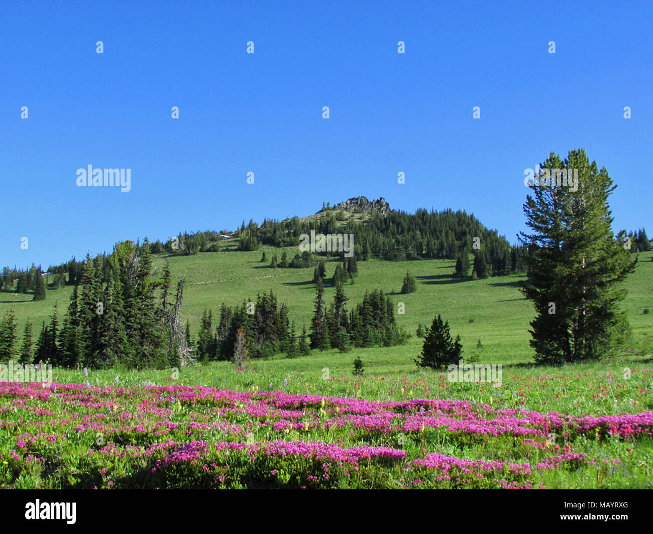 Sunrise Point at Mt Rainier NP in Washington Stock Photo - Alamy