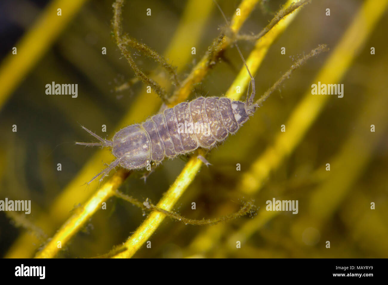 Asellus aquaticus hi-res stock photography and images - Alamy