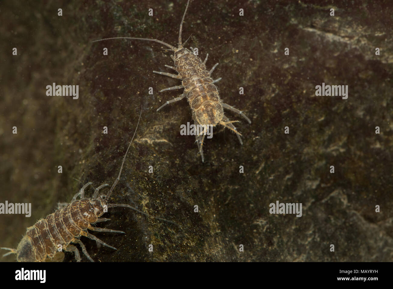 Waterlouse hi-res stock photography and images - Alamy