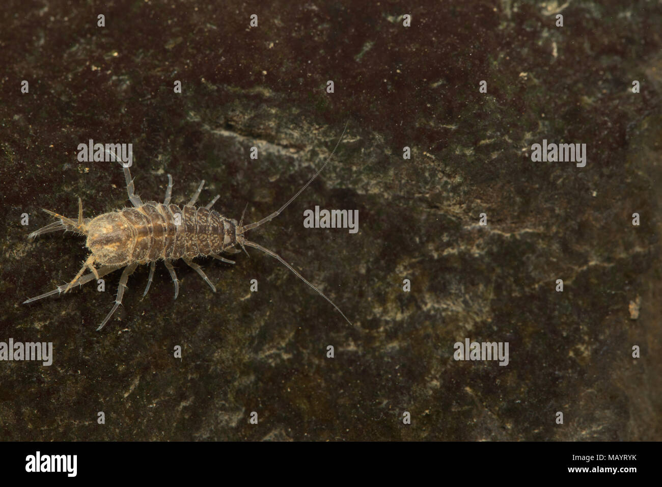 Asellus aquaticus hi-res stock photography and images - Alamy
