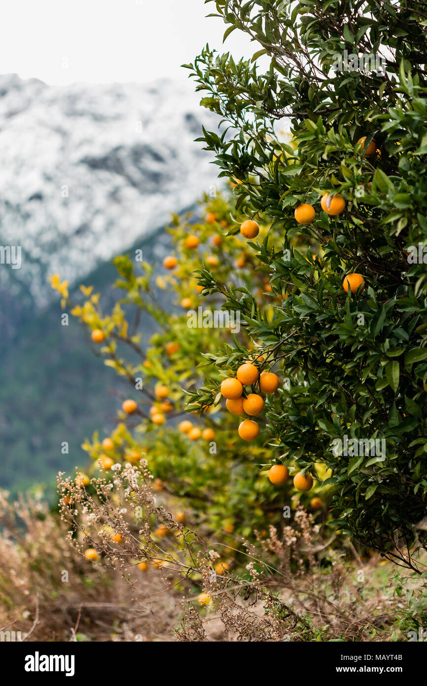Orange Fruit Tree Snow High Resolution Stock Photography and Images - Alamy