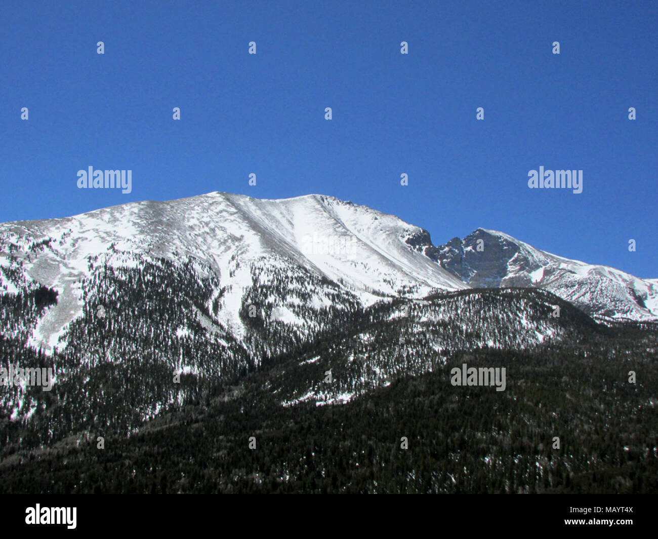 Wheeler peak nevada wildlife hi-res stock photography and images - Alamy
