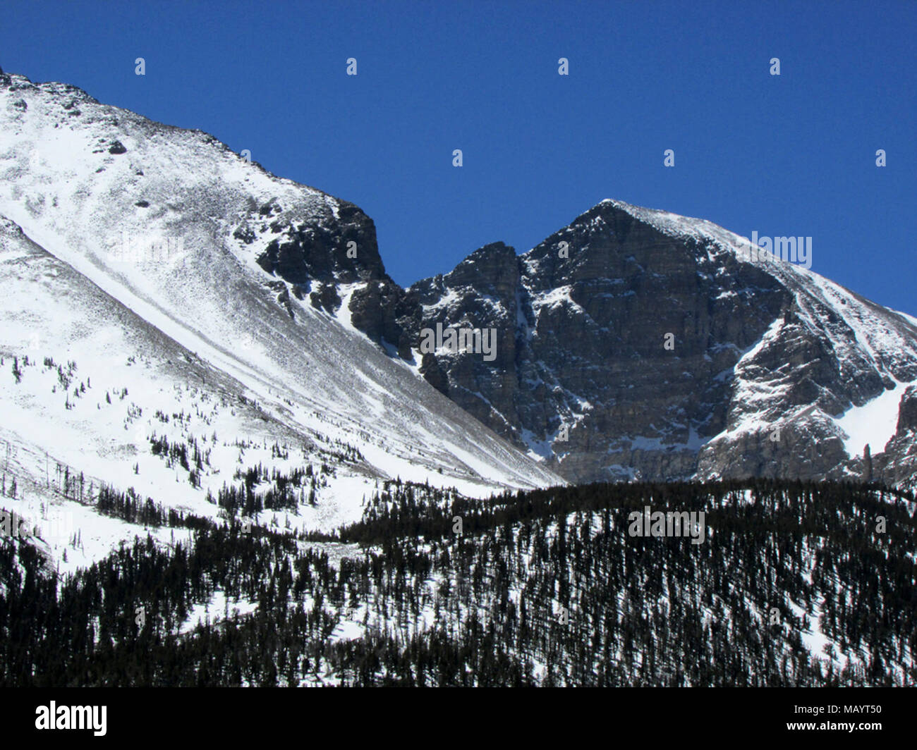 Wheeler peak nevada wildlife hi-res stock photography and images - Alamy