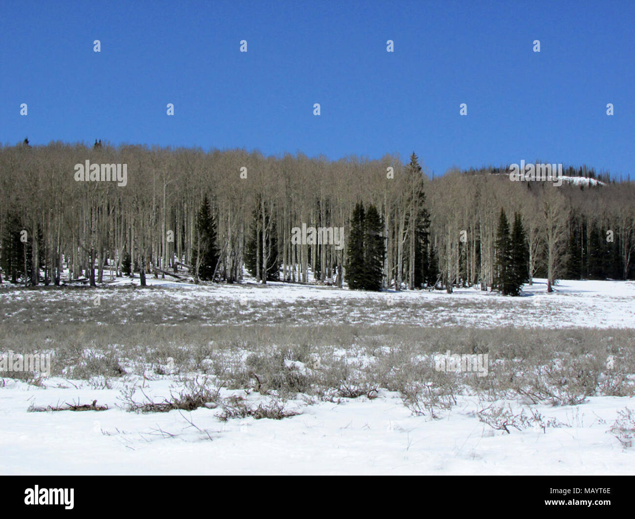 Dixie National Forest in Utah Stock Photo - Alamy