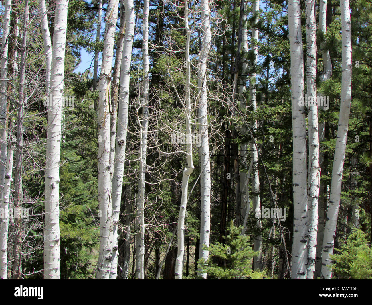 Dixie national forest wildlife hi-res stock photography and images - Alamy