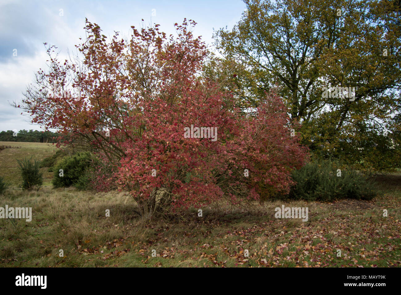 Harpole church hi-res stock photography and images - Alamy