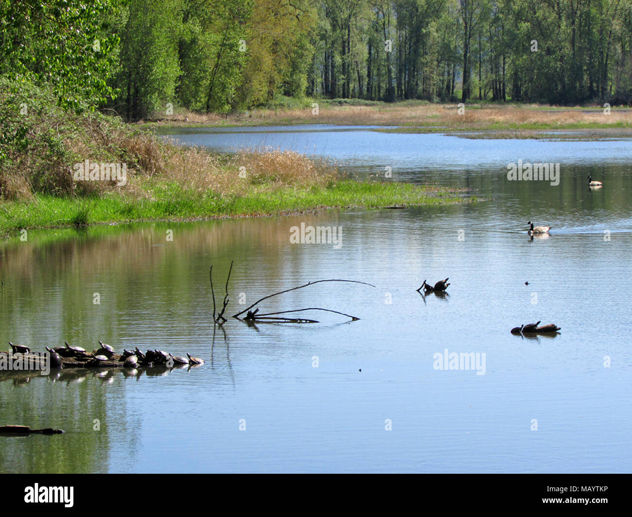 Western Turtles at Steigerwald Lake NWR in WA Stock Photo - Alamy